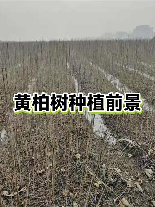 种啥树最赚钱前景最好截图