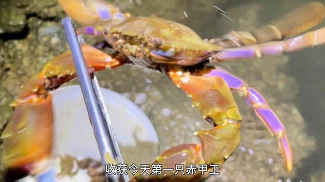 抓海鲜赶海的视频图标