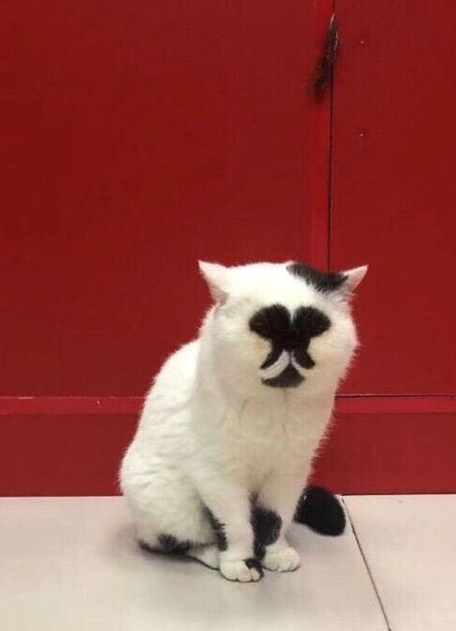 猫咪眼中最丑的猫图标