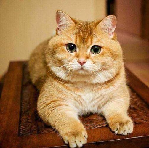 大橘猫胖乐乐