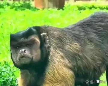 猴到底是什么意思图标