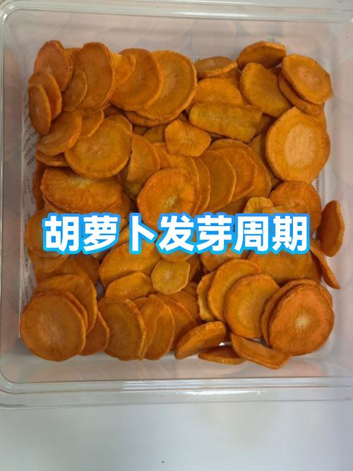 观察日记萝卜种子发芽过程截图