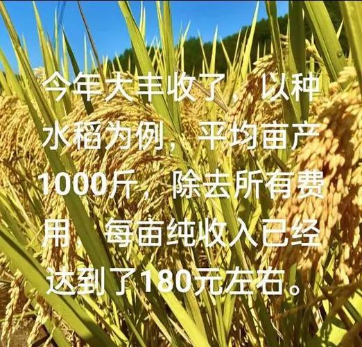 种一亩水稻的成本和利润图标