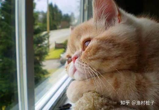 猫咪频繁喵喵叫的原因截图