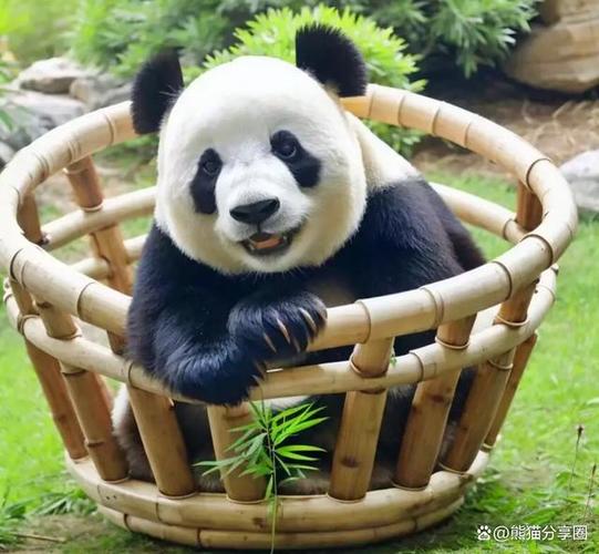 熊猫之森图标