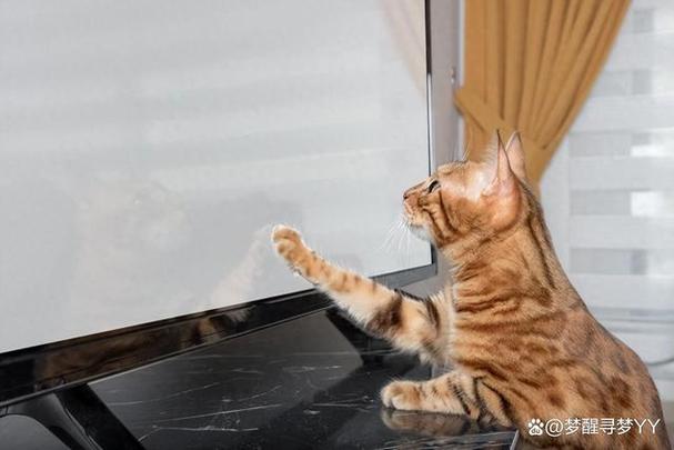 爱上看电视的猫感悟截图