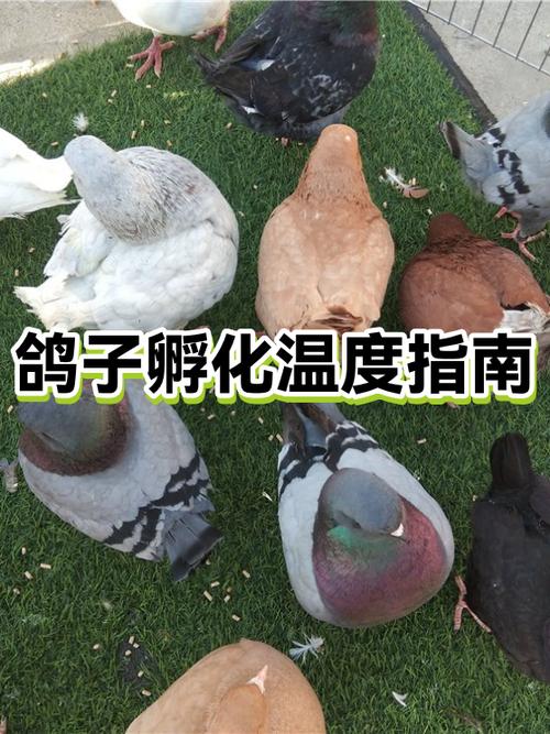 鸽子蛋为什么孵不出来
