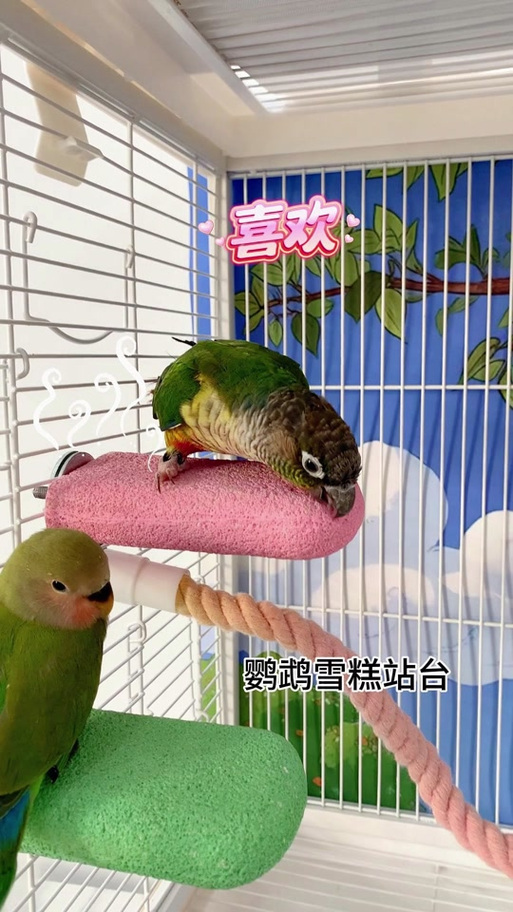 我的世界鹦鹉怎么让它下来截图