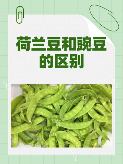 荷兰豆白花和红花的区别图标