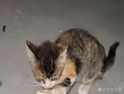 被捡的小猫咬了怎么办