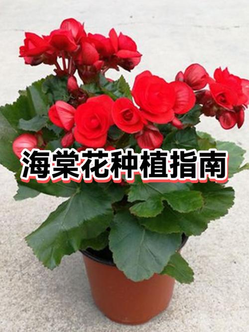 海棠种植方法和时间图标
