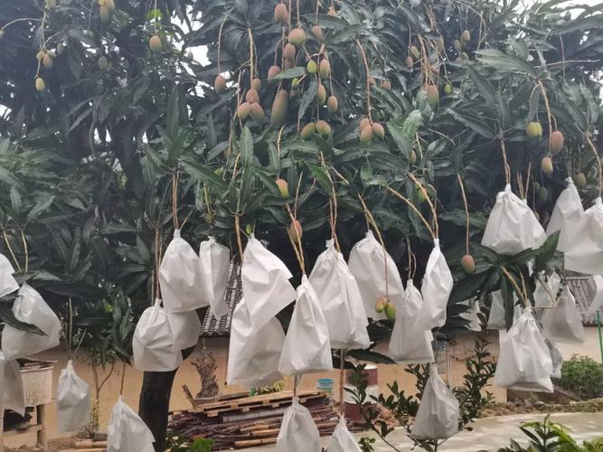 芒果新秀传媒图标