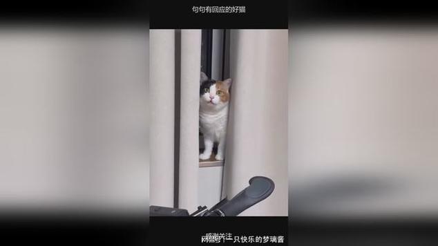 好猫短视频视频观看有截图