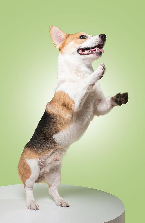 corgi下载苹果版图标