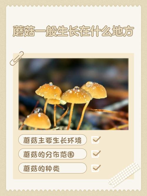 蘑菇隐藏3秒跳转路线如何百度图标