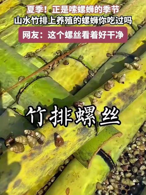 养螺蛳一亩有多少利润图标