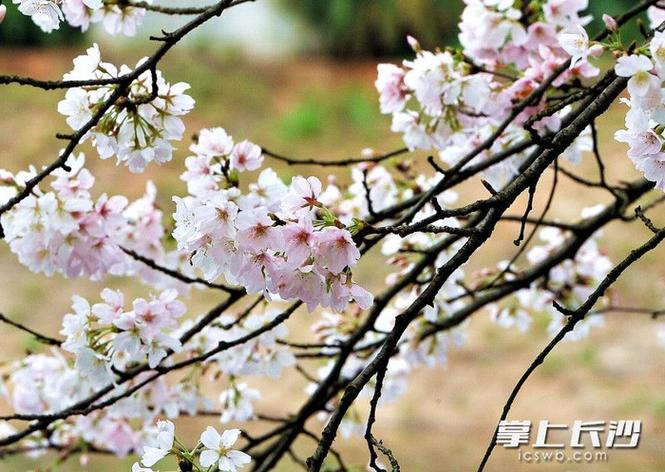樱⊥花图标