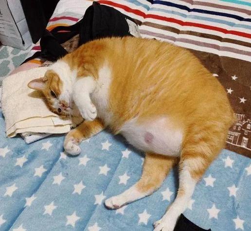 猫咪怀孕爱睡觉吗图标