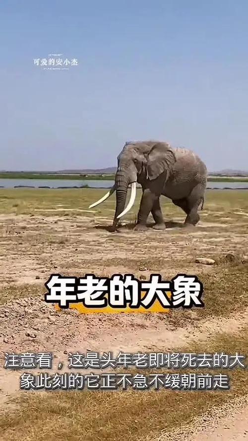 动物世界最老版截图