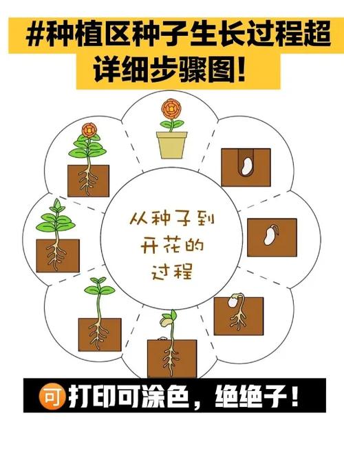 种子发芽6个详细步骤图标