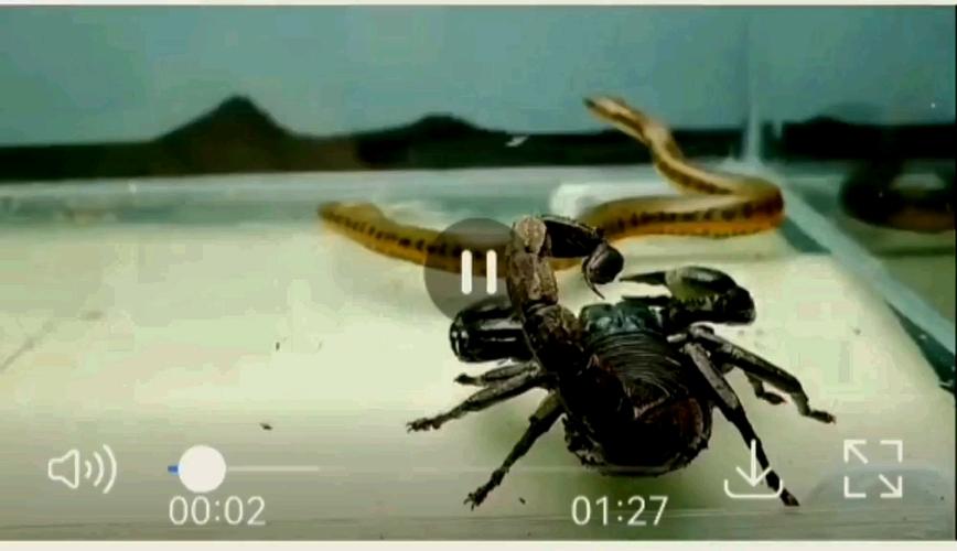 蛇vs蝎子vs蜈蚣vs蜘蛛vs牛蛙图标