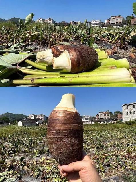 芋头文案最火一句话图标