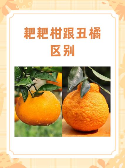 丑橘和橙子哪个热量高图标