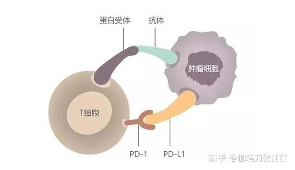pD是什么意思图标