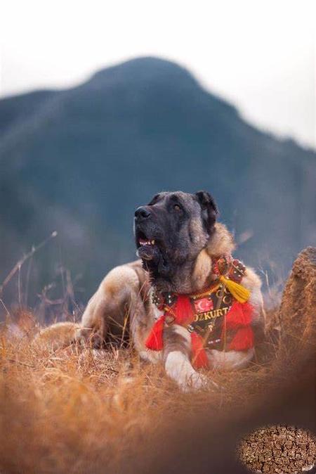坎高犬最怕什么犬图标