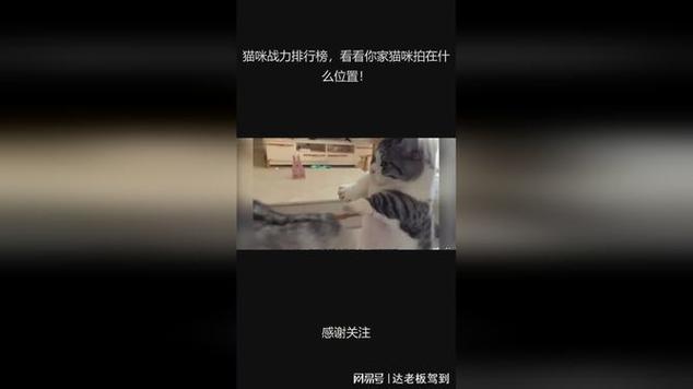 猫咪大战争角色强度表图标