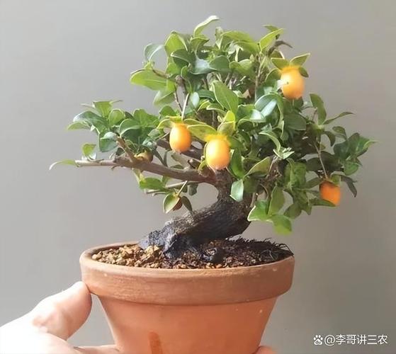 庭院十大吉祥树排名图标