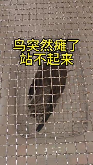 鸟站不起来瘫软无力闭着眼缩略图
