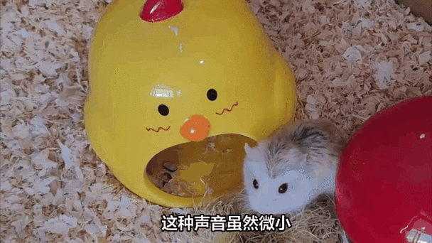 仓鼠有噗噗声但是很活泼图标