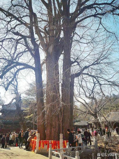 银杏树的传说图标