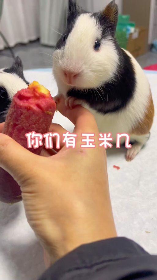 你们都玉米几啊截图