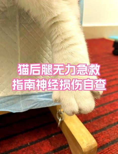 猫走路后腿摇摆不稳怎么回事图标