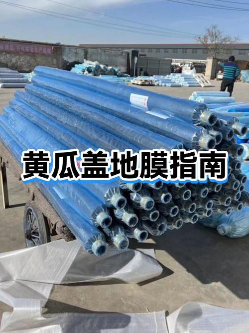 地膜黄瓜种植技术视频