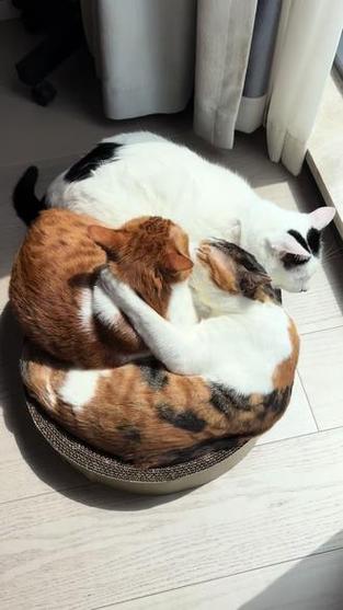 燃猫截图