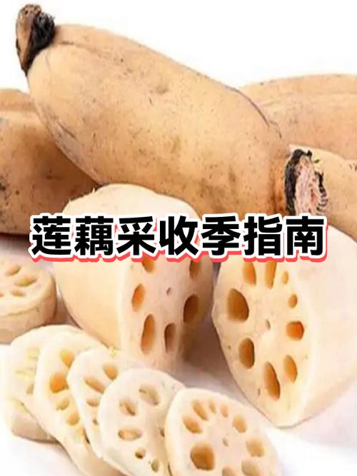 几月份种藕最合适图标