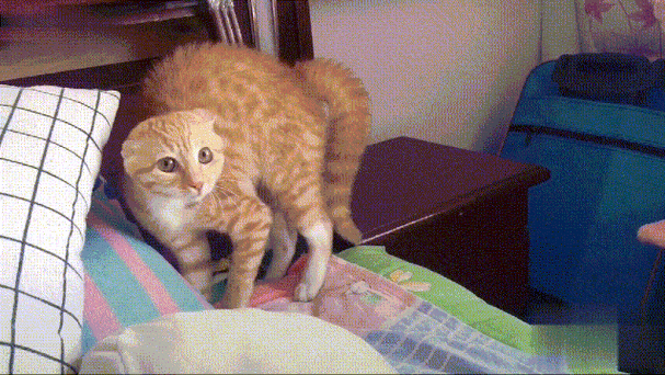 养猫后家里不顺的征兆截图