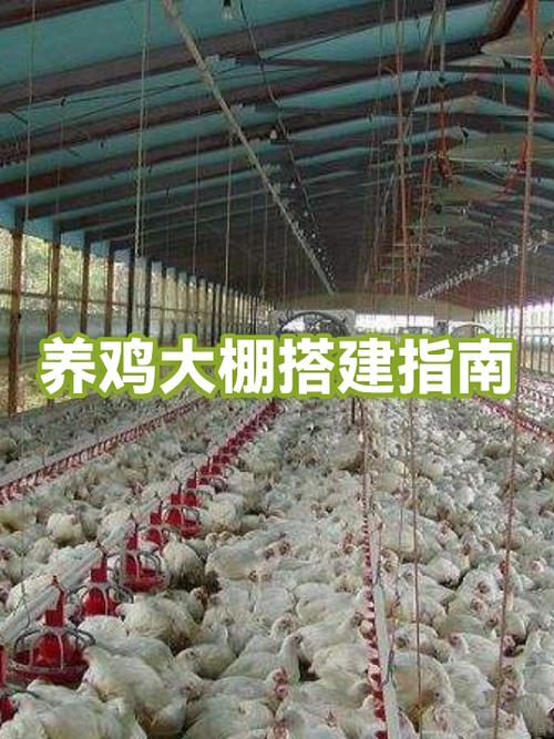 养鸡大棚搭建多少钱一平方图标