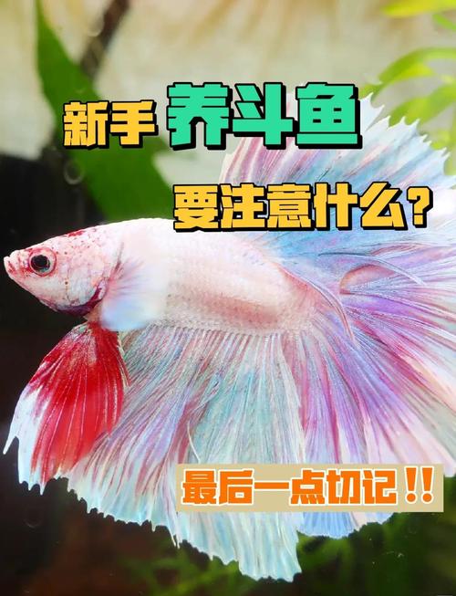 斗鱼怎么查自己的流水截图