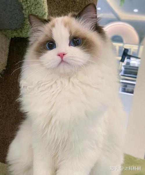 猫咪图片大全高清图片图标