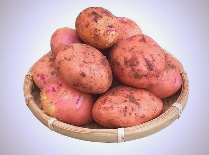 小土豆品种图标