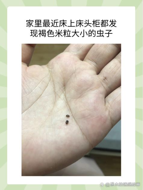 床上的小黑虫是什么虫子图标