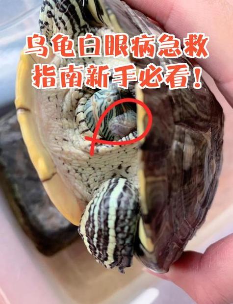 白眼病治疗图标