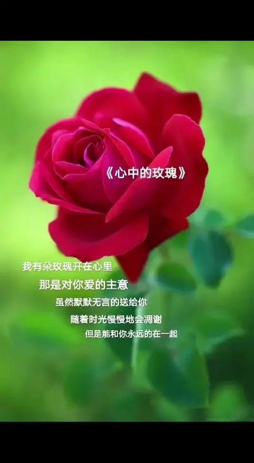 玫瑰在我的世界中的含义图标