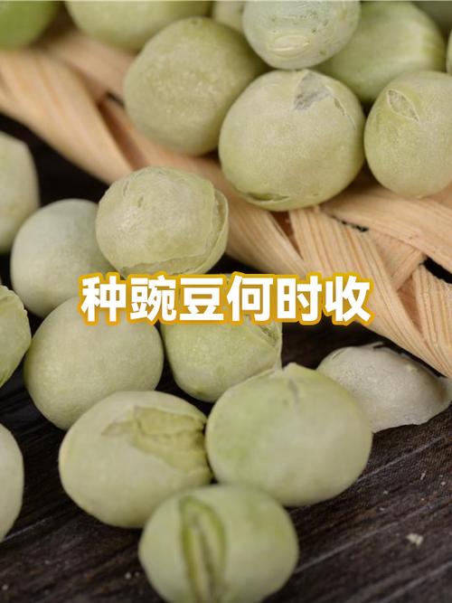 种绿豌豆好白豌豆好截图