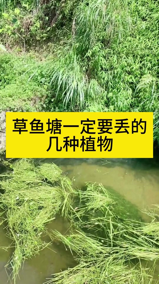草鱼塘平台图标