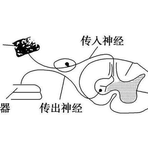 女生说反射弧长是网络用语吗图标
